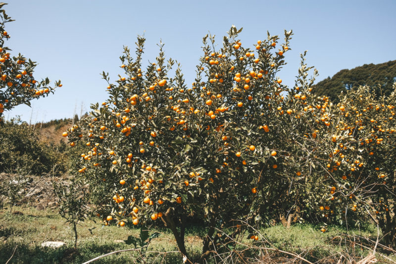 Tangerine Picking Jeju Guide: A Juicy Adventure